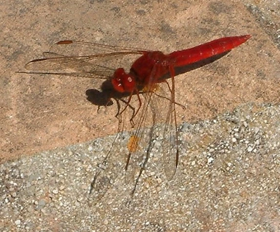 Scarlet Darter | British Wildlife Wiki | Fandom