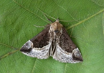 Beautiful Snout | British Wildlife Wiki | Fandom