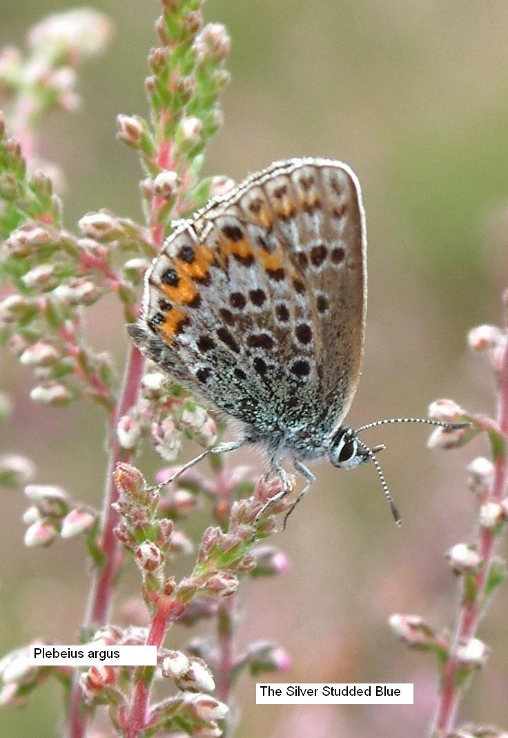 Silver-studded Blue | British Wildlife Wiki | Fandom