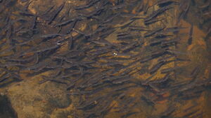 Minnow | British Wildlife Wiki | Fandom