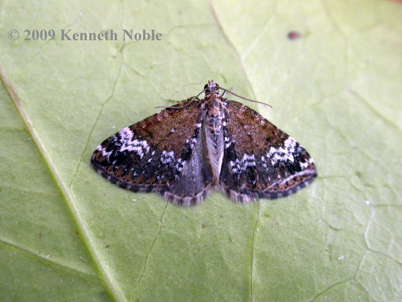 Small Rivulet | British Wildlife Wiki | Fandom