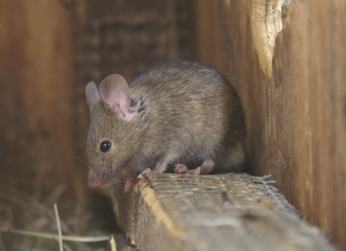 House Mouse | British Wildlife Wiki | Fandom