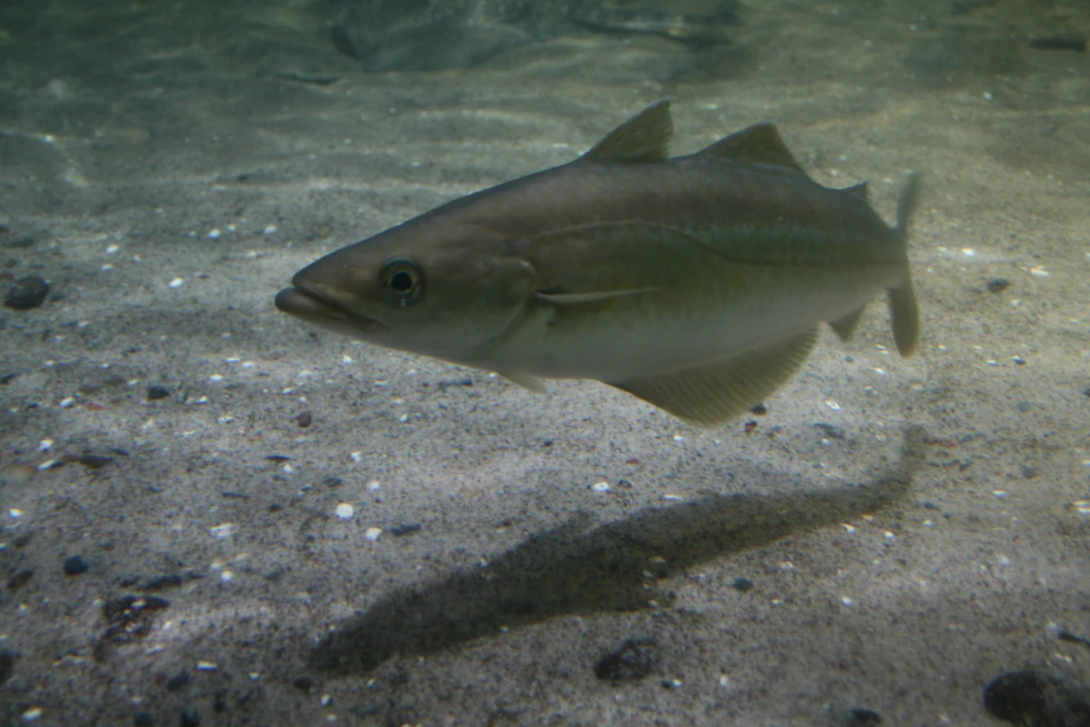 Pollack | British Wildlife Wiki | Fandom