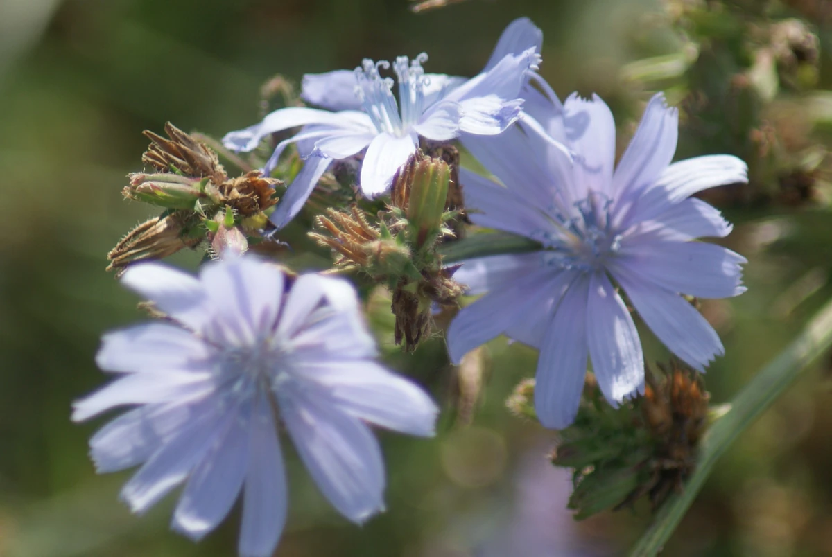 Chicory | British Wildlife Wiki | Fandom