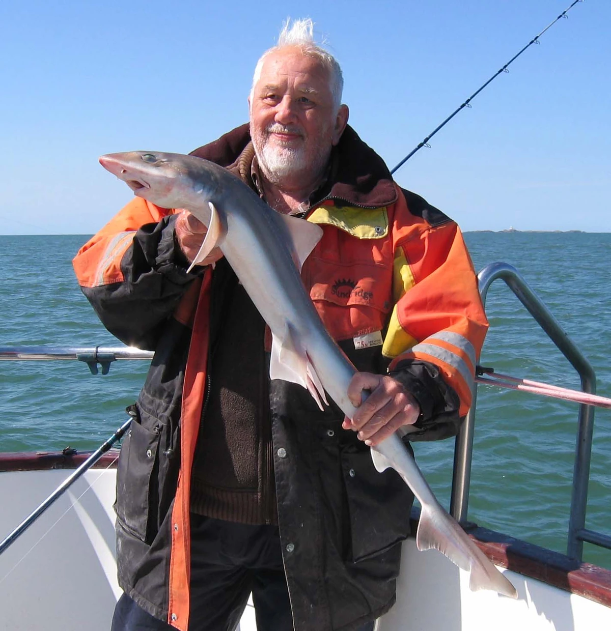 Smooth Hound | British Wildlife Wiki | Fandom