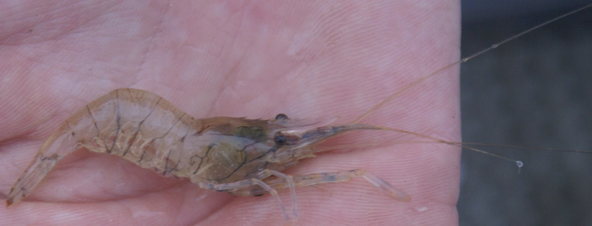 Common Prawn | British Wildlife Wiki | Fandom