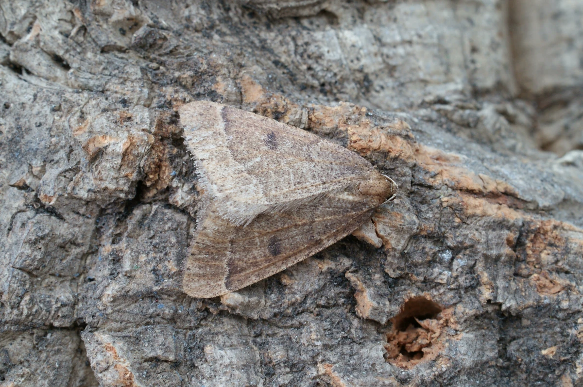 Early Moth | British Wildlife Wiki | Fandom