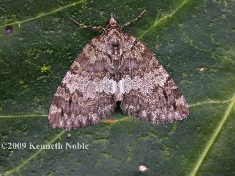 May Highflyer | British Wildlife Wiki | Fandom