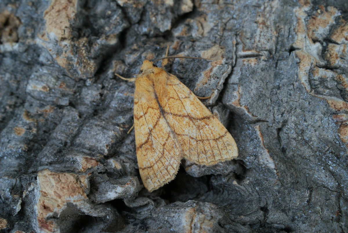 Orange Sallow | British Wildlife Wiki | Fandom