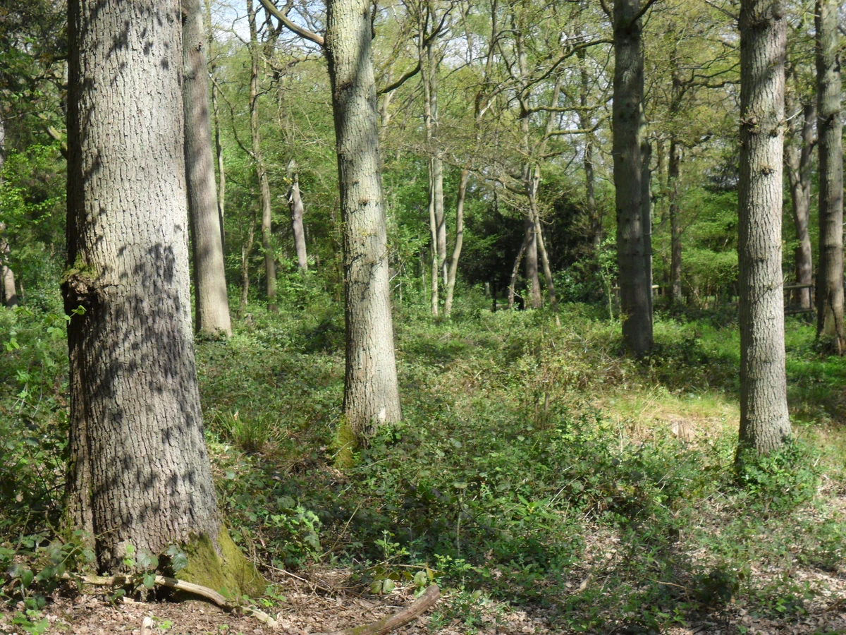 Deciduous Forest | British Wildlife Wiki | Fandom