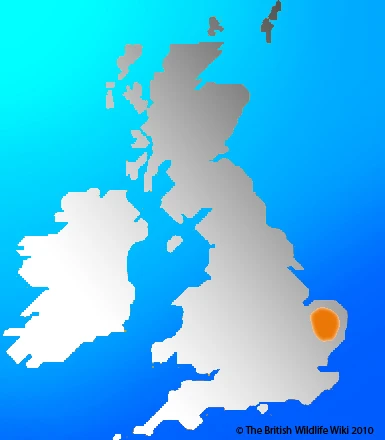 Crane | British Wildlife Wiki | Fandom