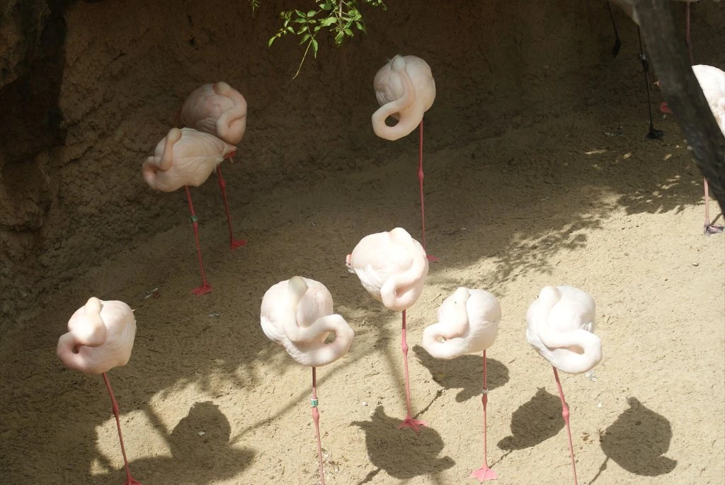 Greater Flamingo | British Wildlife Wiki | Fandom