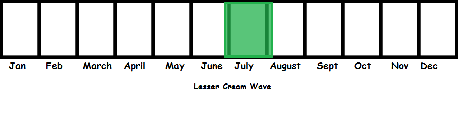 Lesser Cream Wave | British Wildlife Wiki | Fandom
