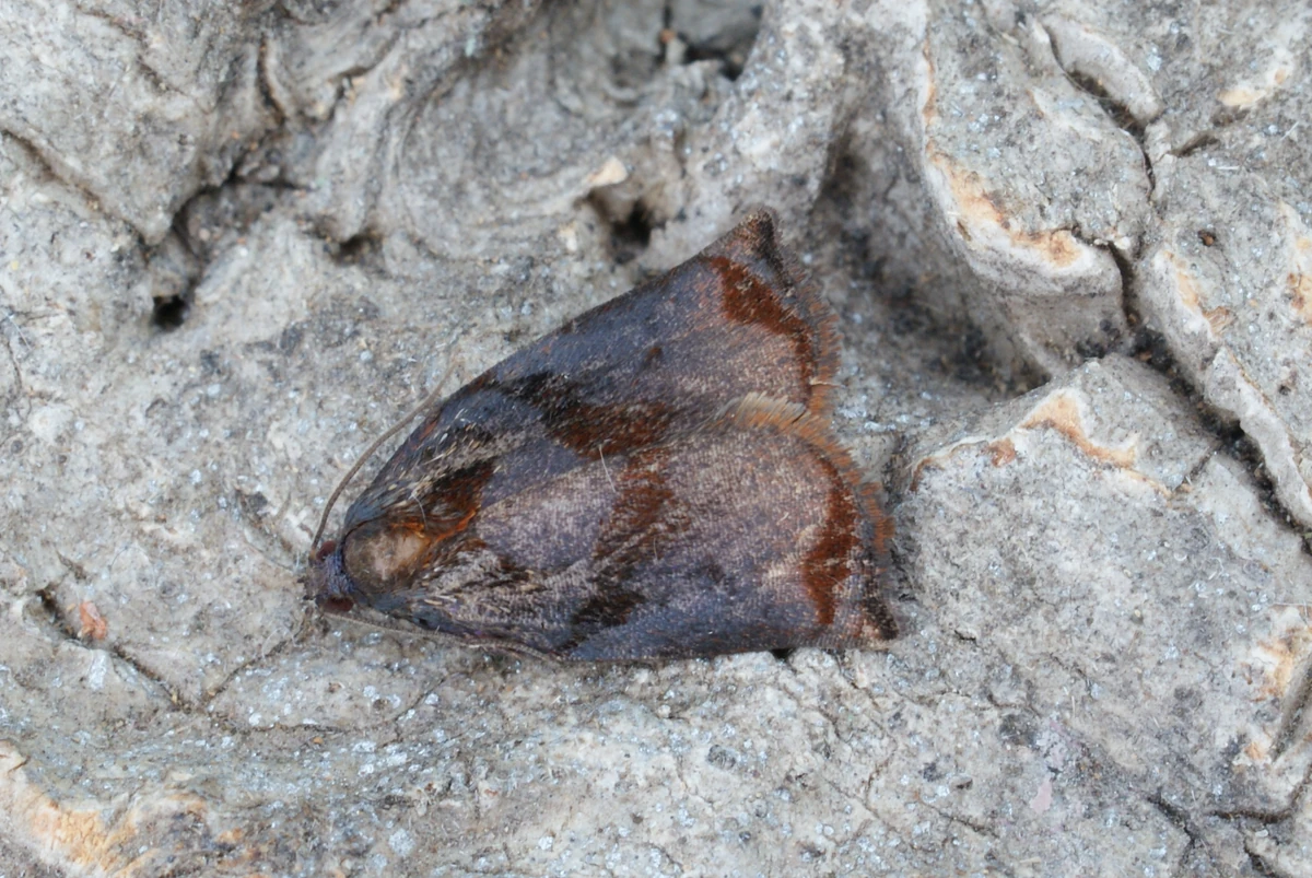 Archips podana | British Wildlife Wiki | Fandom