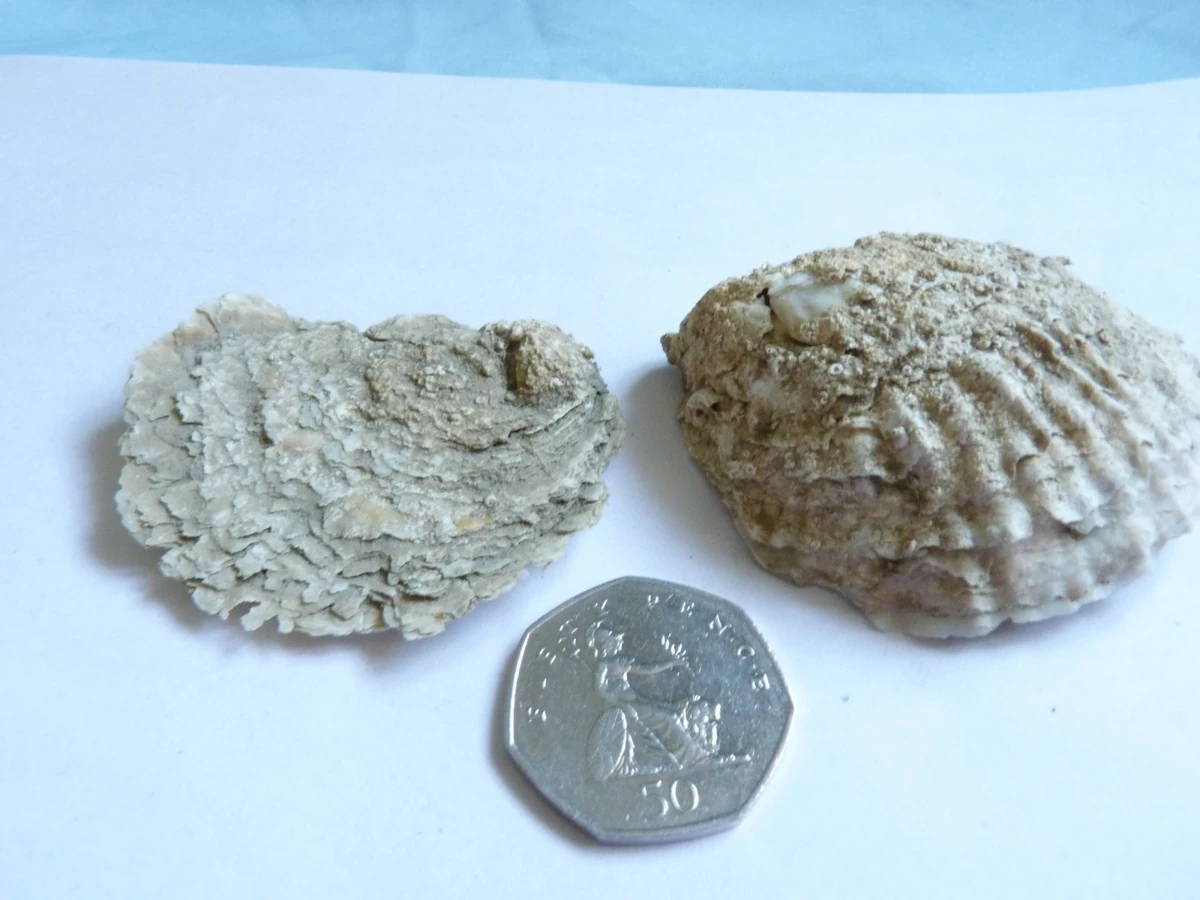 Common Oyster | British Wildlife Wiki | Fandom