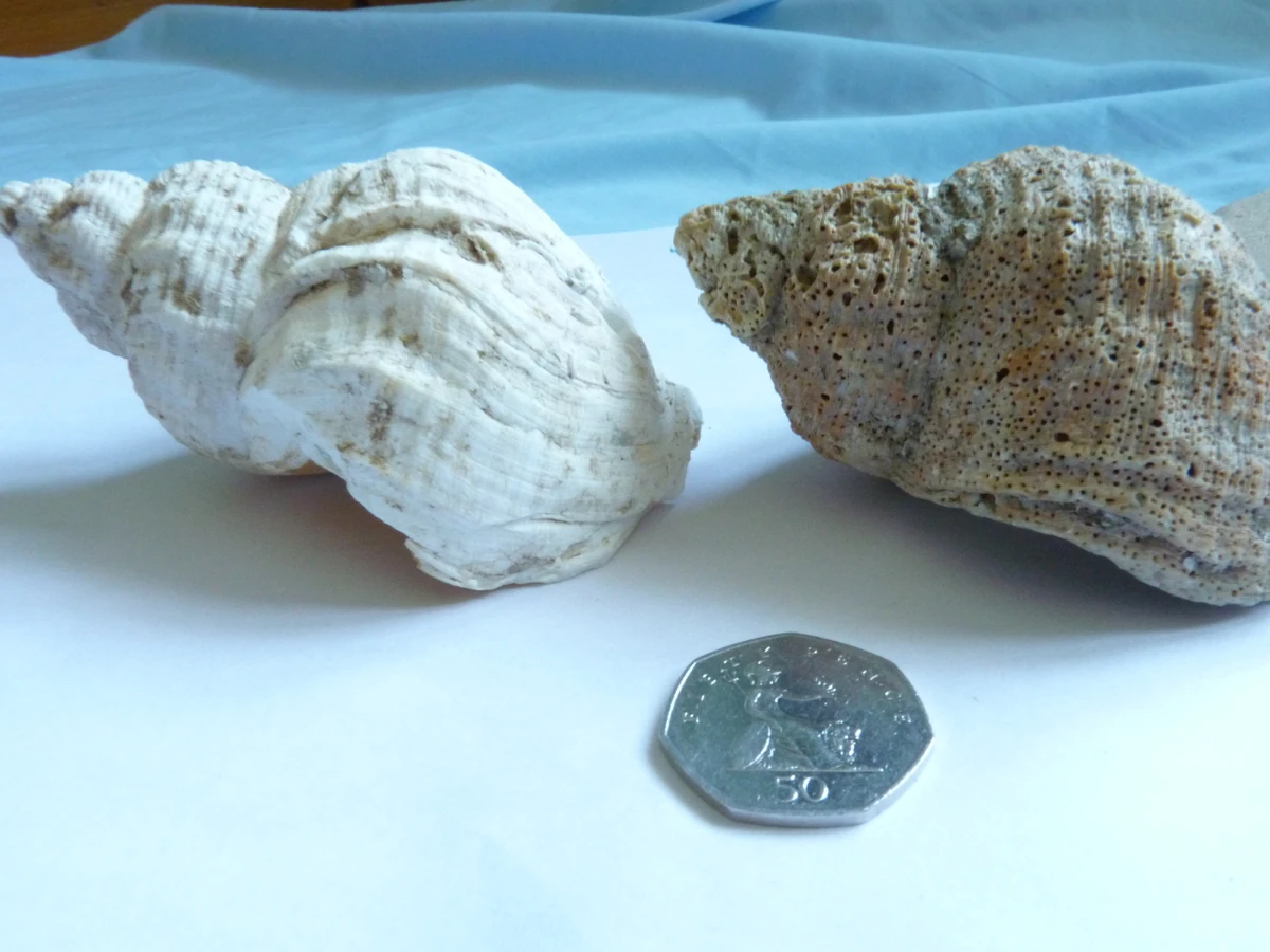 Common Whelk | British Wildlife Wiki | Fandom