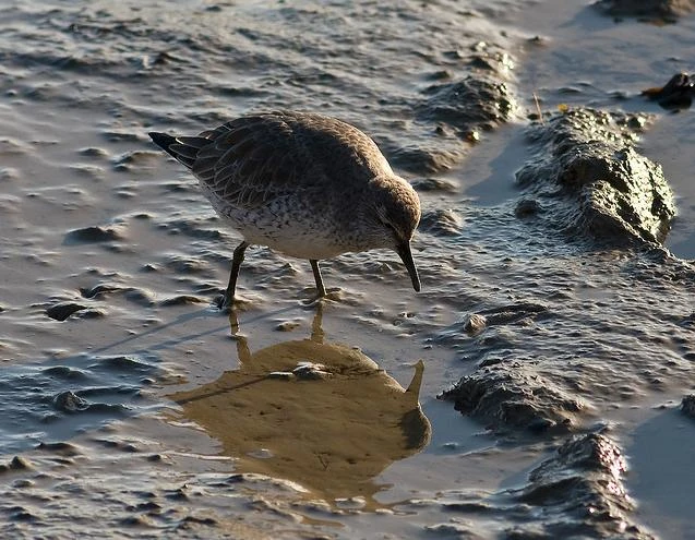 Knot | British Wildlife Wiki | Fandom