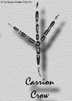 Bird Footprints Identification