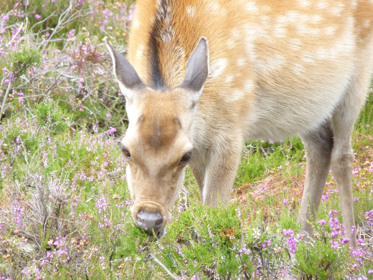 Sika Deer | British Wildlife Wiki | Fandom