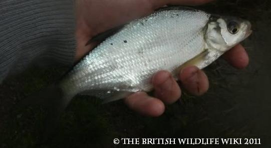 Silver Bream | British Wildlife Wiki | Fandom