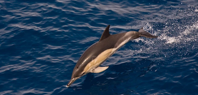 Common Dolphin | British Wildlife Wiki | Fandom
