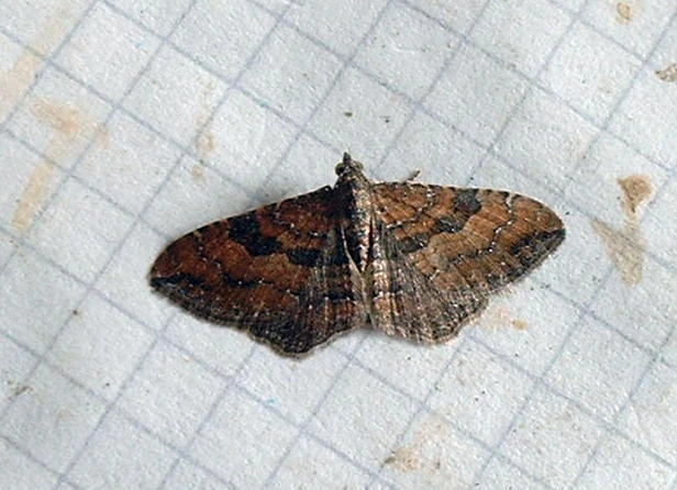 The Gem | British Wildlife Wiki | Fandom