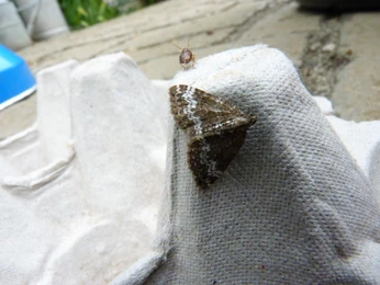 Rivulet | British Wildlife Wiki | Fandom