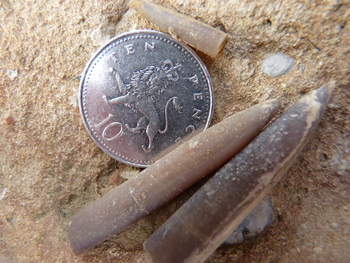 Belemnites | British Wildlife Wiki | Fandom