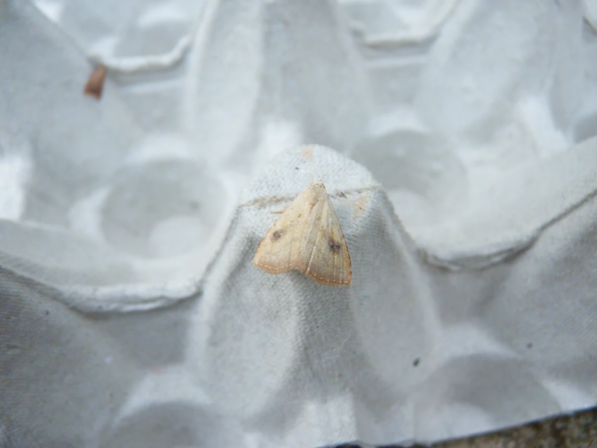 Straw Dot | British Wildlife Wiki | Fandom