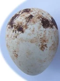 Bird Eggshell Identification | British Wildlife Wiki | Fandom