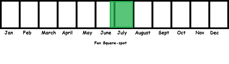 Fen Square-spot | British Wildlife Wiki | Fandom