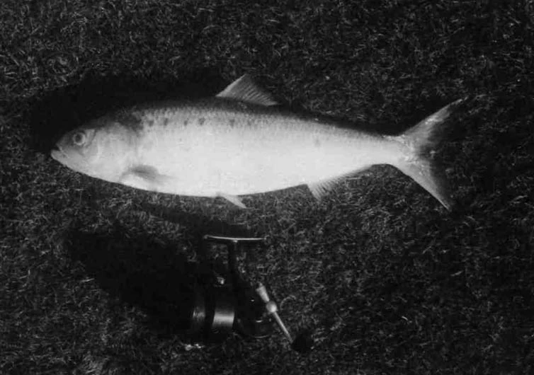 Twaite Shad | British Wildlife Wiki | Fandom