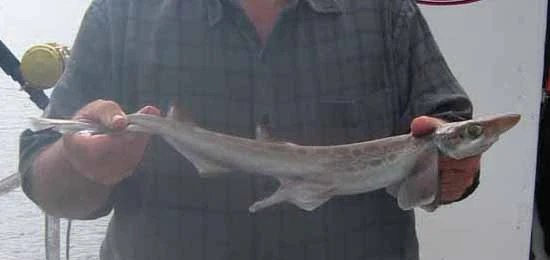 Blackmouth Dogfish | British Wildlife Wiki | Fandom