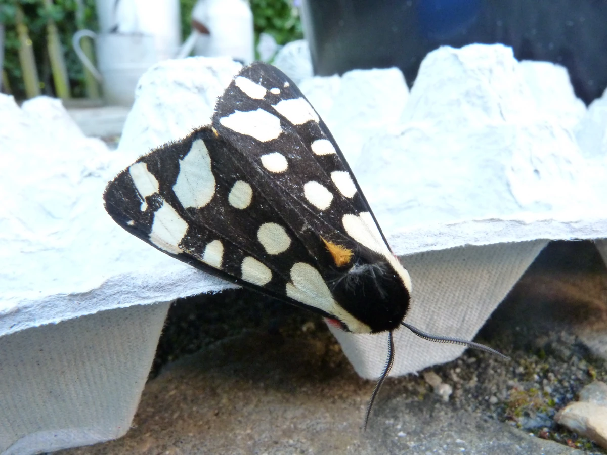 Cream-spot Tiger | British Wildlife Wiki | Fandom
