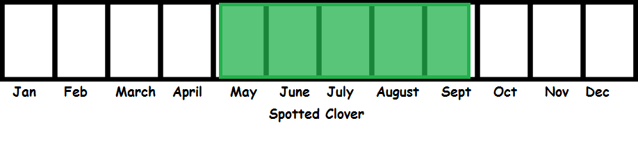 Spotted Clover | British Wildlife Wiki | Fandom