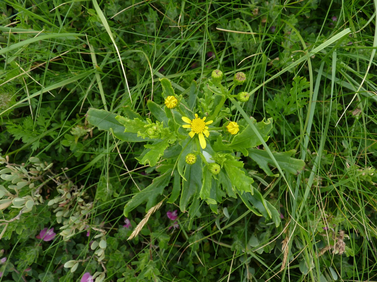 Groundsel | British Wildlife Wiki | Fandom