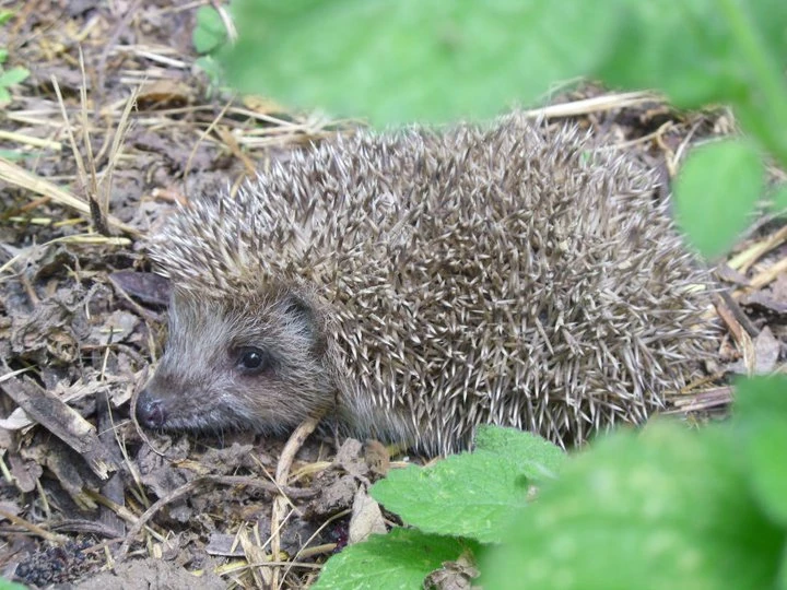 Hedgehog | British Wildlife Wiki | Fandom