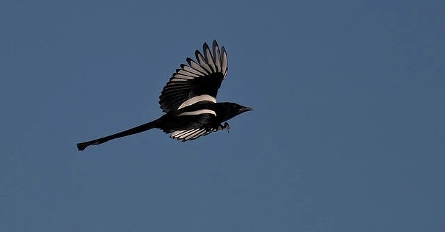 Magpie | British Wildlife Wiki | Fandom