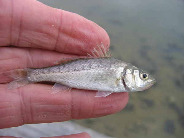 Sea Bass | British Wildlife Wiki | Fandom
