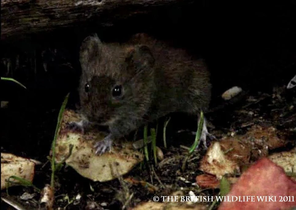 Bank Vole | British Wildlife Wiki | Fandom