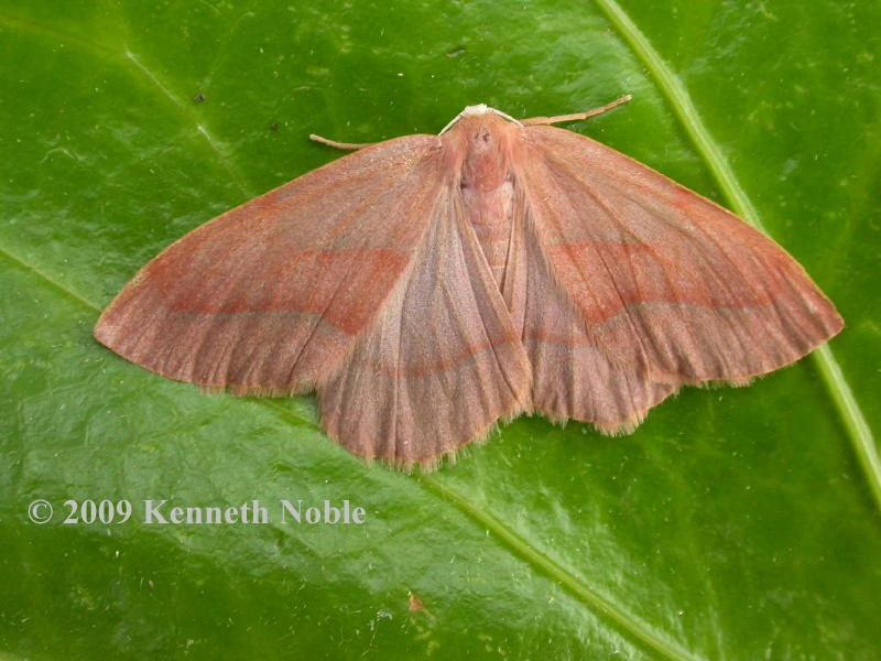 Barred Red | British Wildlife Wiki | Fandom