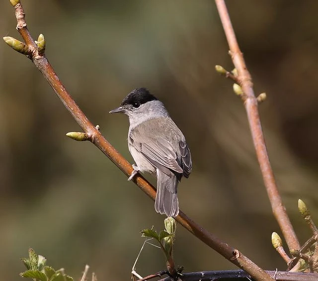 Blackcap | British Wildlife Wiki | Fandom