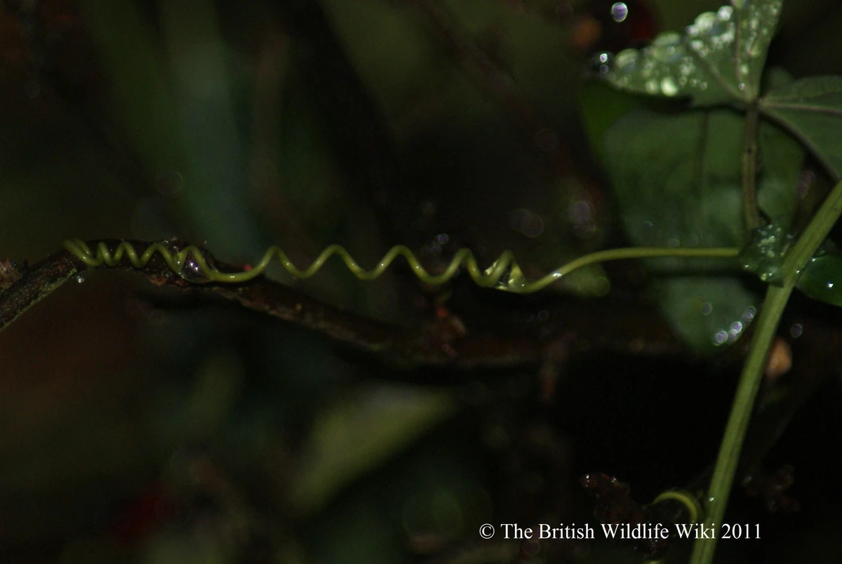 Tendril | British Wildlife Wiki | Fandom