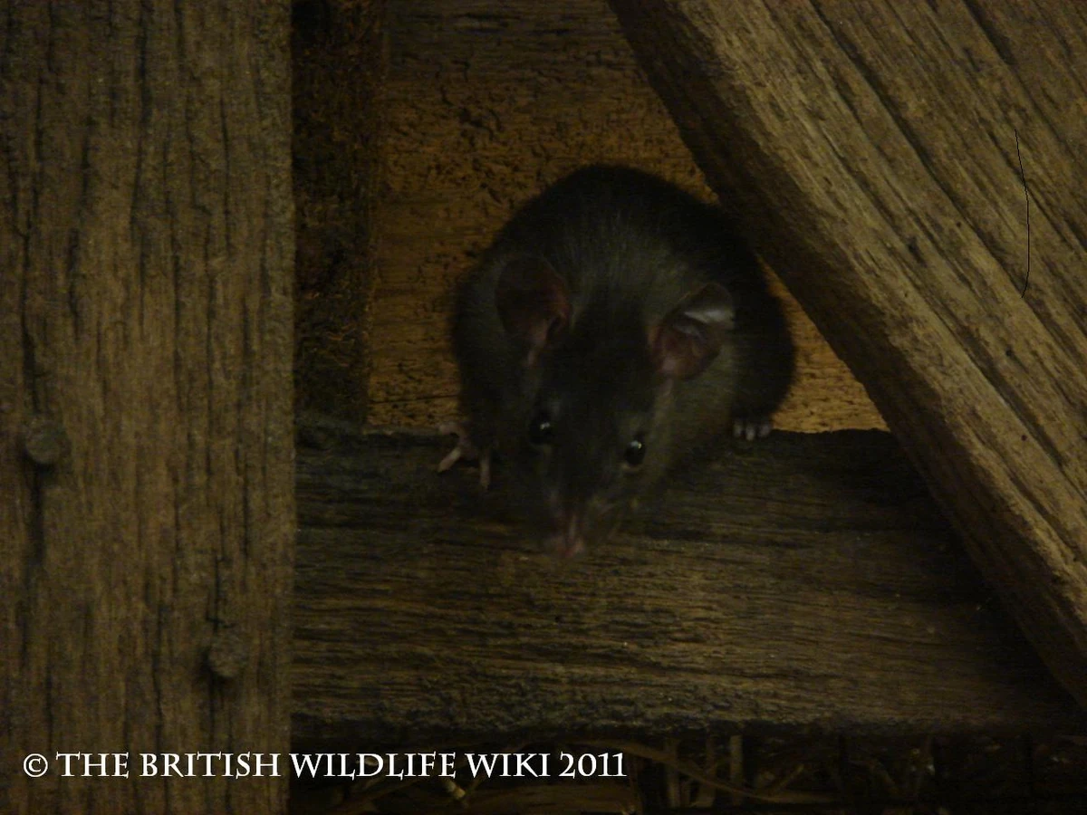 Black Rat | British Wildlife Wiki | Fandom