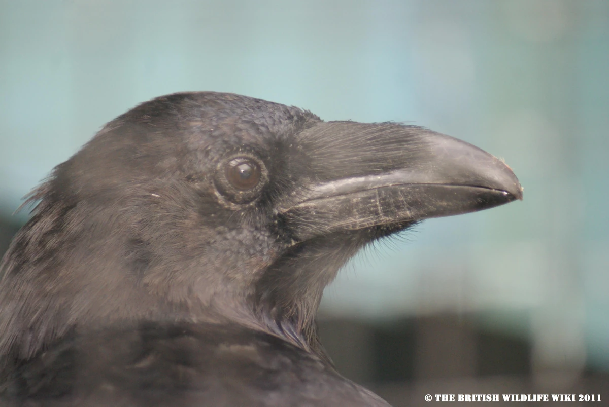 Raven | British Wildlife Wiki | Fandom