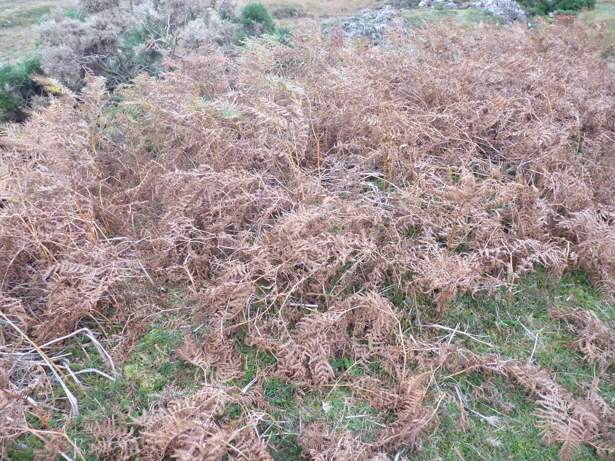 Bracken | British Wildlife Wiki | Fandom