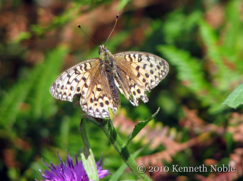 Dark Green Fritillary | British Wildlife Wiki | Fandom