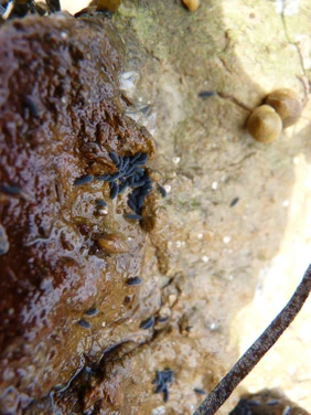 Rock-pool Springtails | British Wildlife Wiki | Fandom