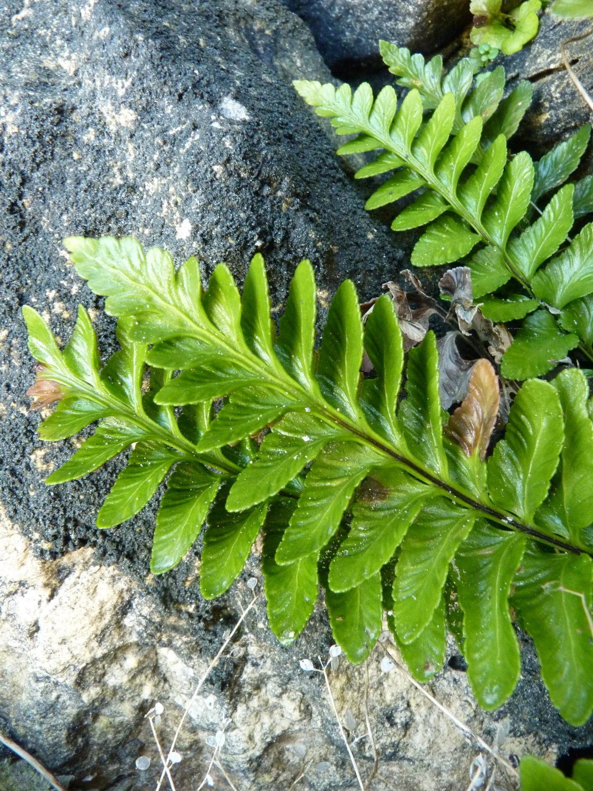 Sea Spleenwort | British Wildlife Wiki | Fandom