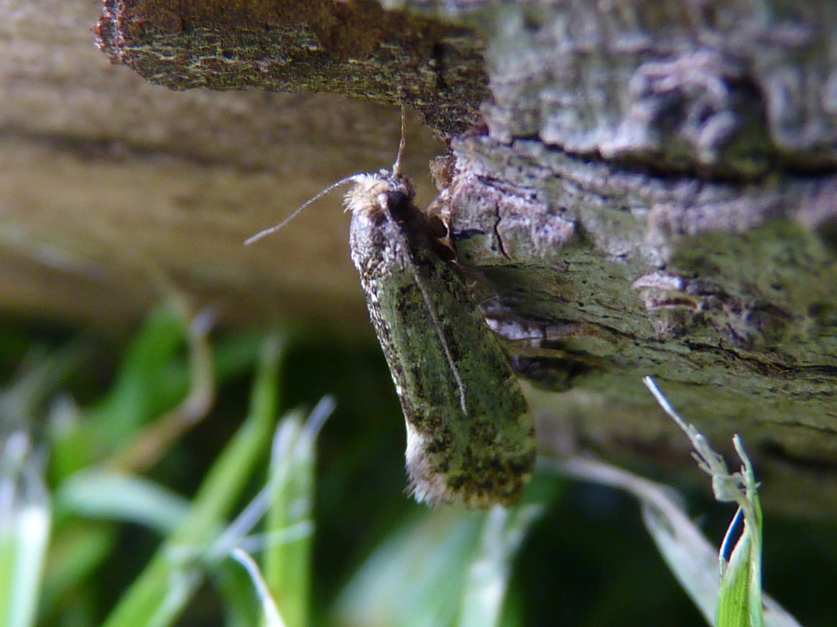Triaxomera parasitella | British Wildlife Wiki | Fandom